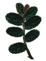 การเรียงตัวของใบ(Leaf arrangement)